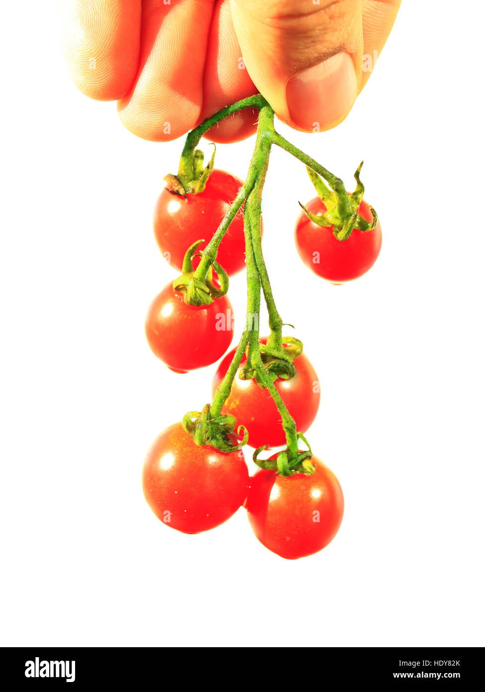 branch of fresh red Cherry tomatoes in the human hand isolated on the ...