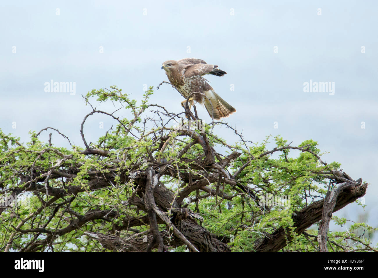 Buzzard In The Creature High Resolution Stock Photography and Images ...