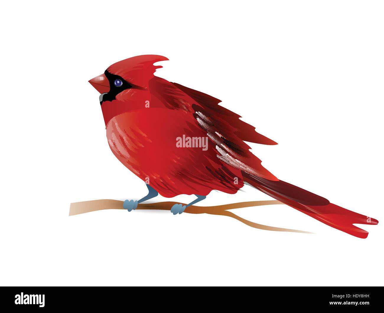 Vector illustration of cardinal Stock Vector Image & Art - Alamy