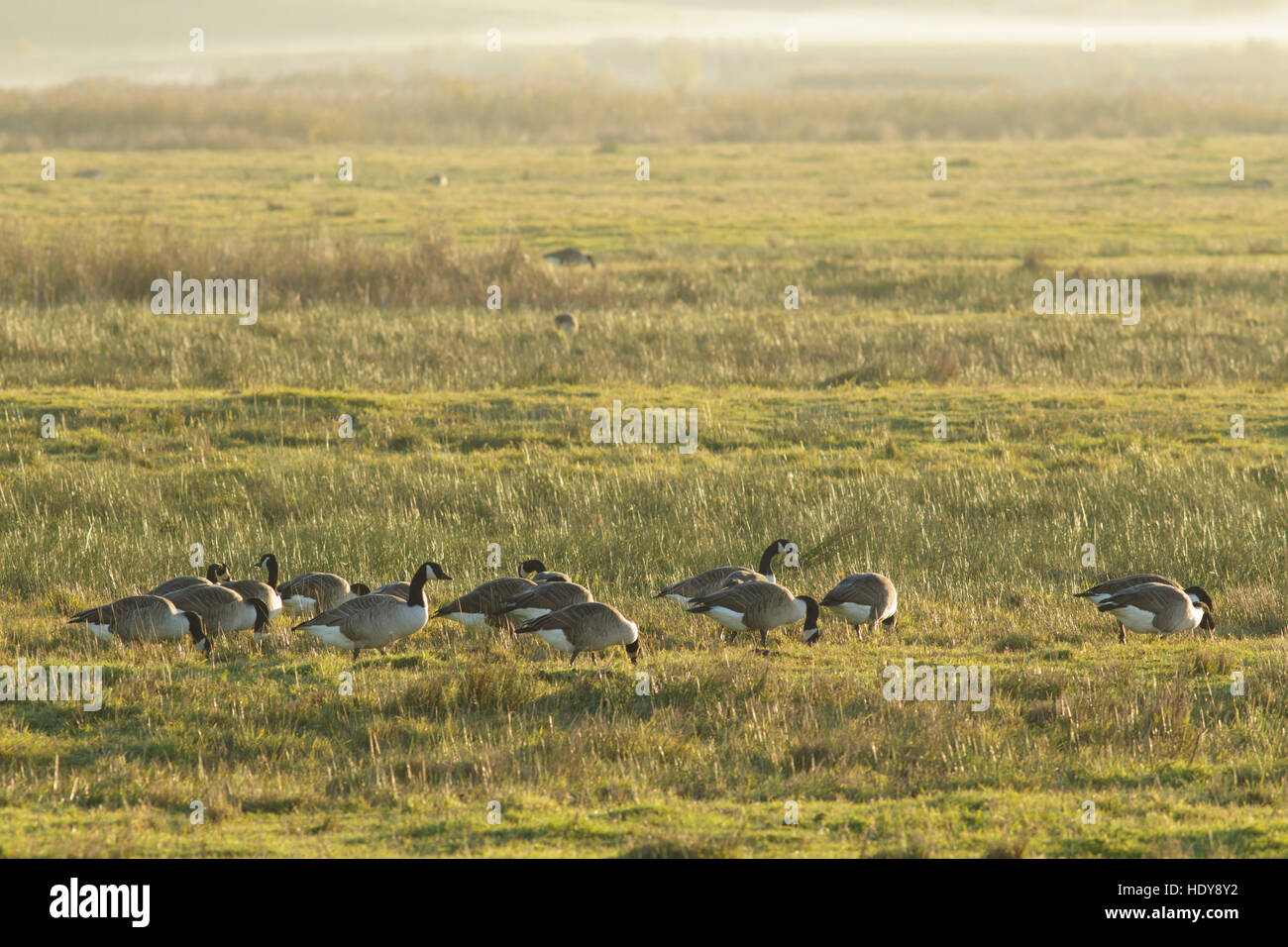 Eurasian goose species hi-res stock photography and images - Alamy
