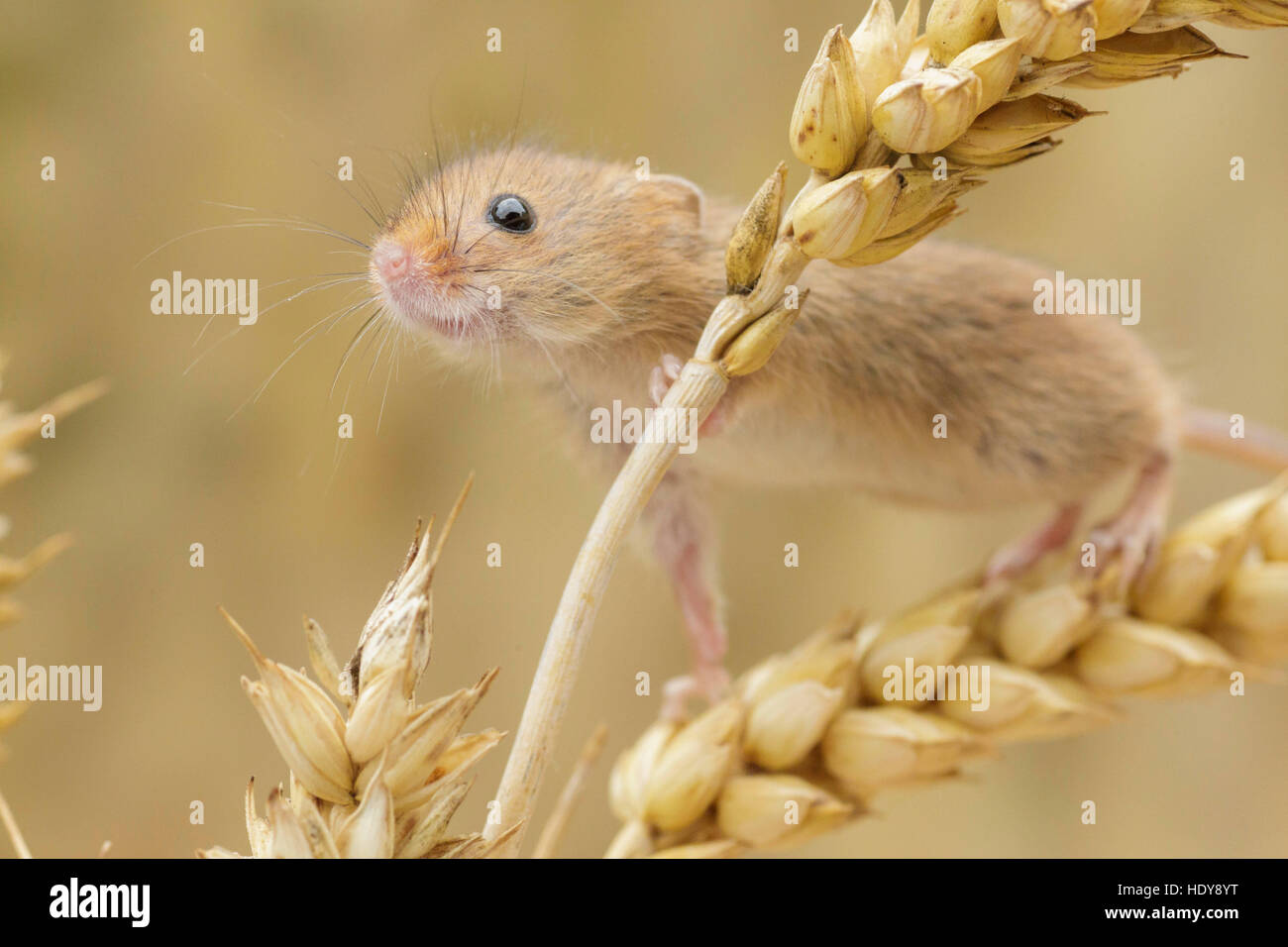 Harvest mouse stalk hi-res stock photography and images - Alamy
