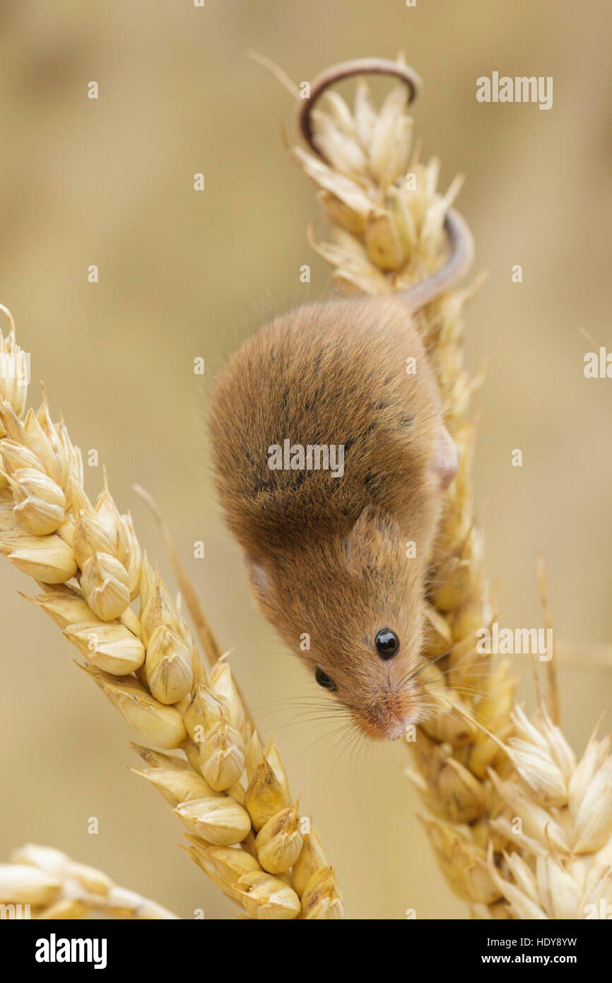 Harvest Mouse (Micromys minutus) adult, on wheat, Derbyshire, England ...