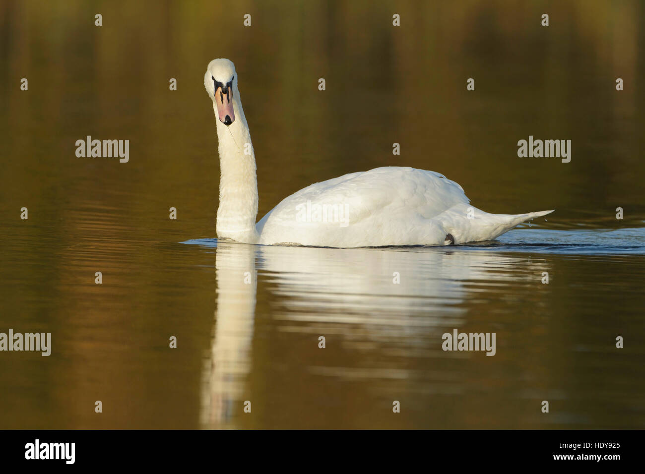 Mute Swan (Cygnus olor) adult, swimming on lake, West Yorkshire ...