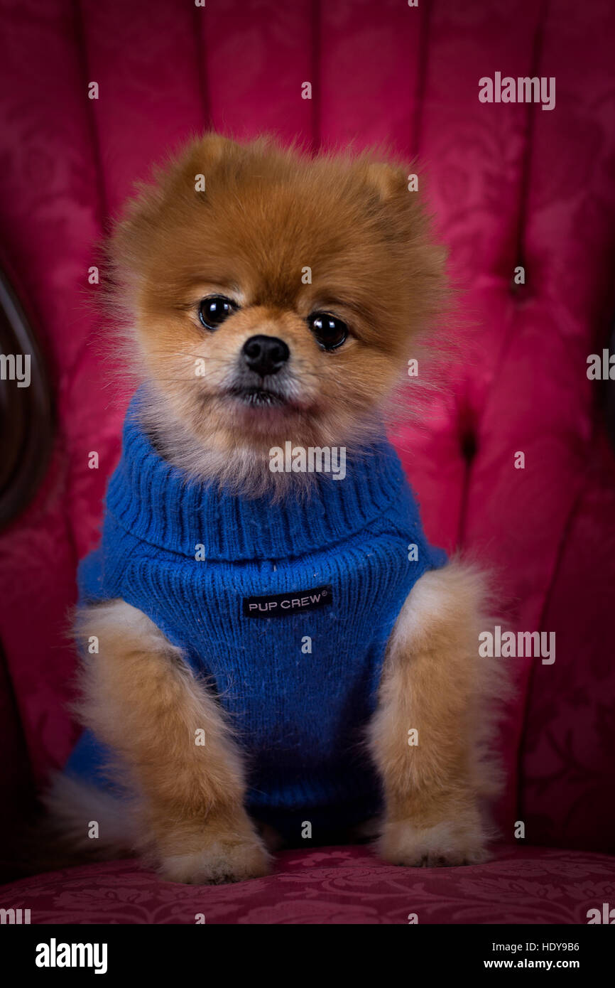 pomeranian puppy cute dog Stock Photo - Alamy