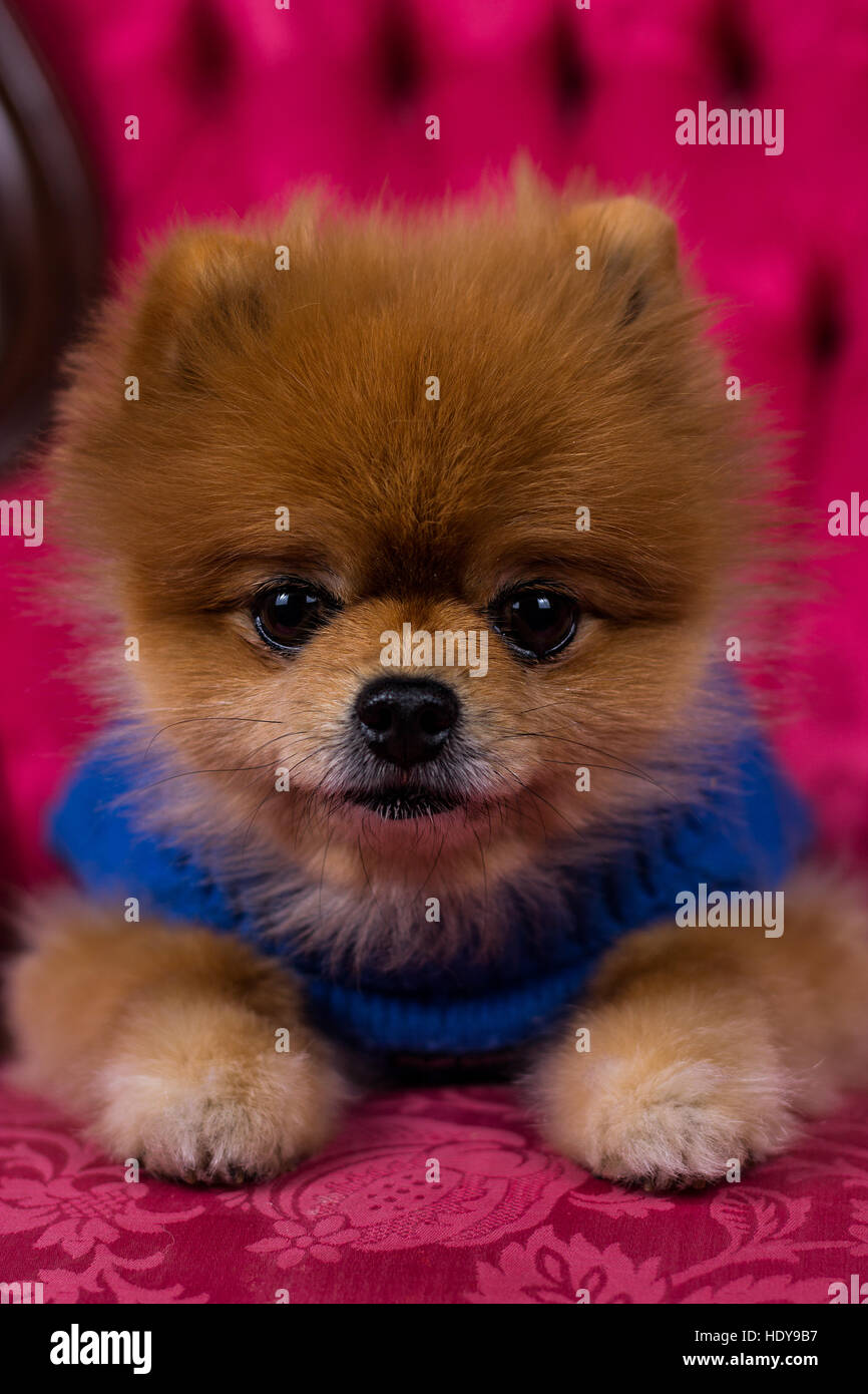 pomeranian puppy cute dog Stock Photo - Alamy