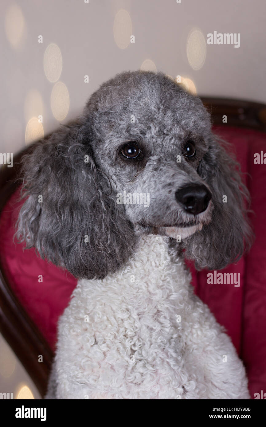 standard poodle dog breed Stock Photo - Alamy