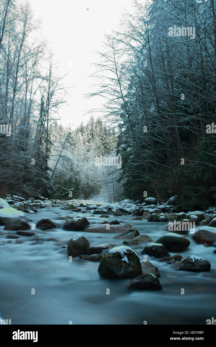 Amazing rain forest at the Pacific Spirit regional Park in Vancouver ...