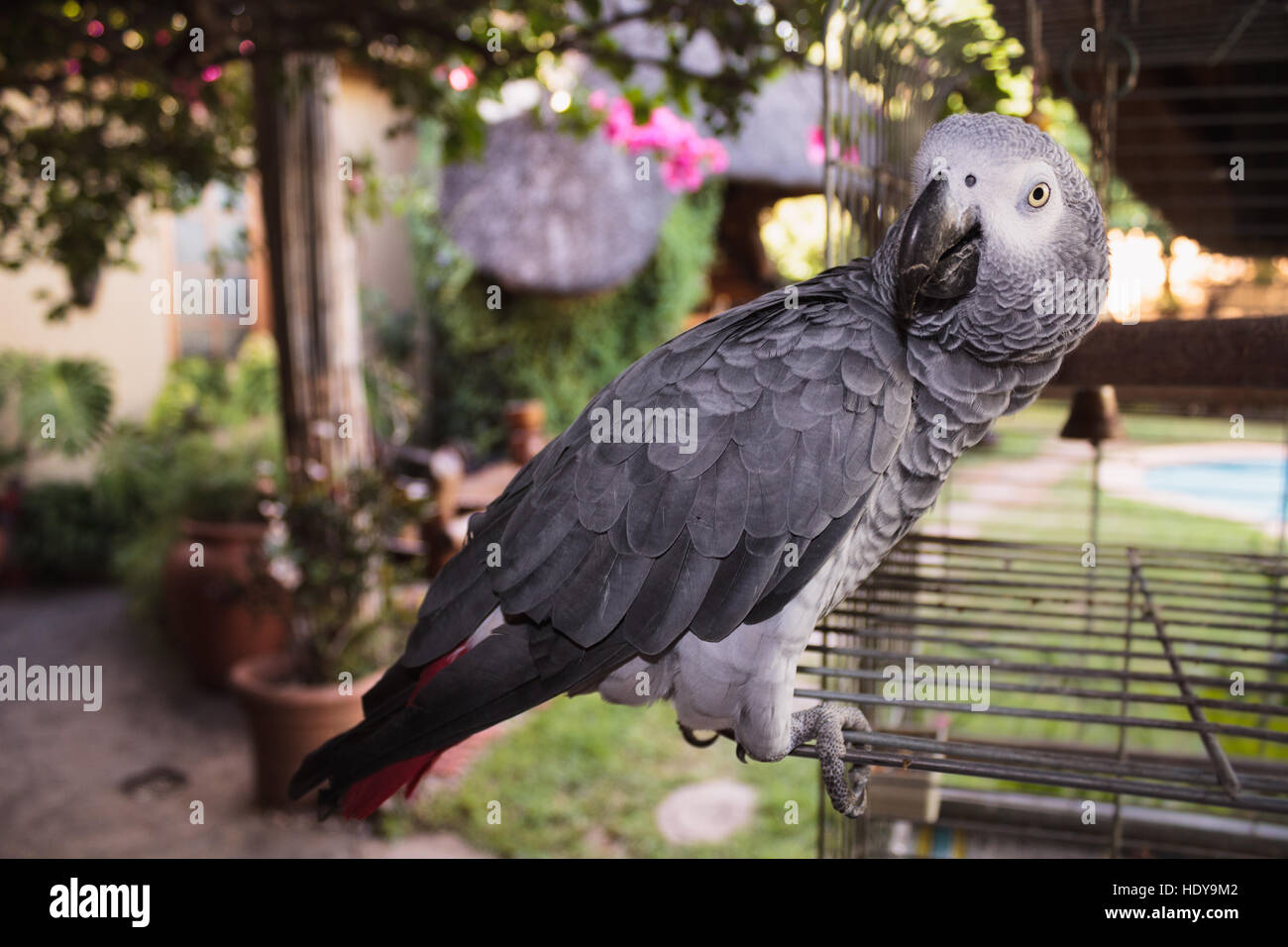 real live African parrot at home next to his cell Stock Photo - Alamy