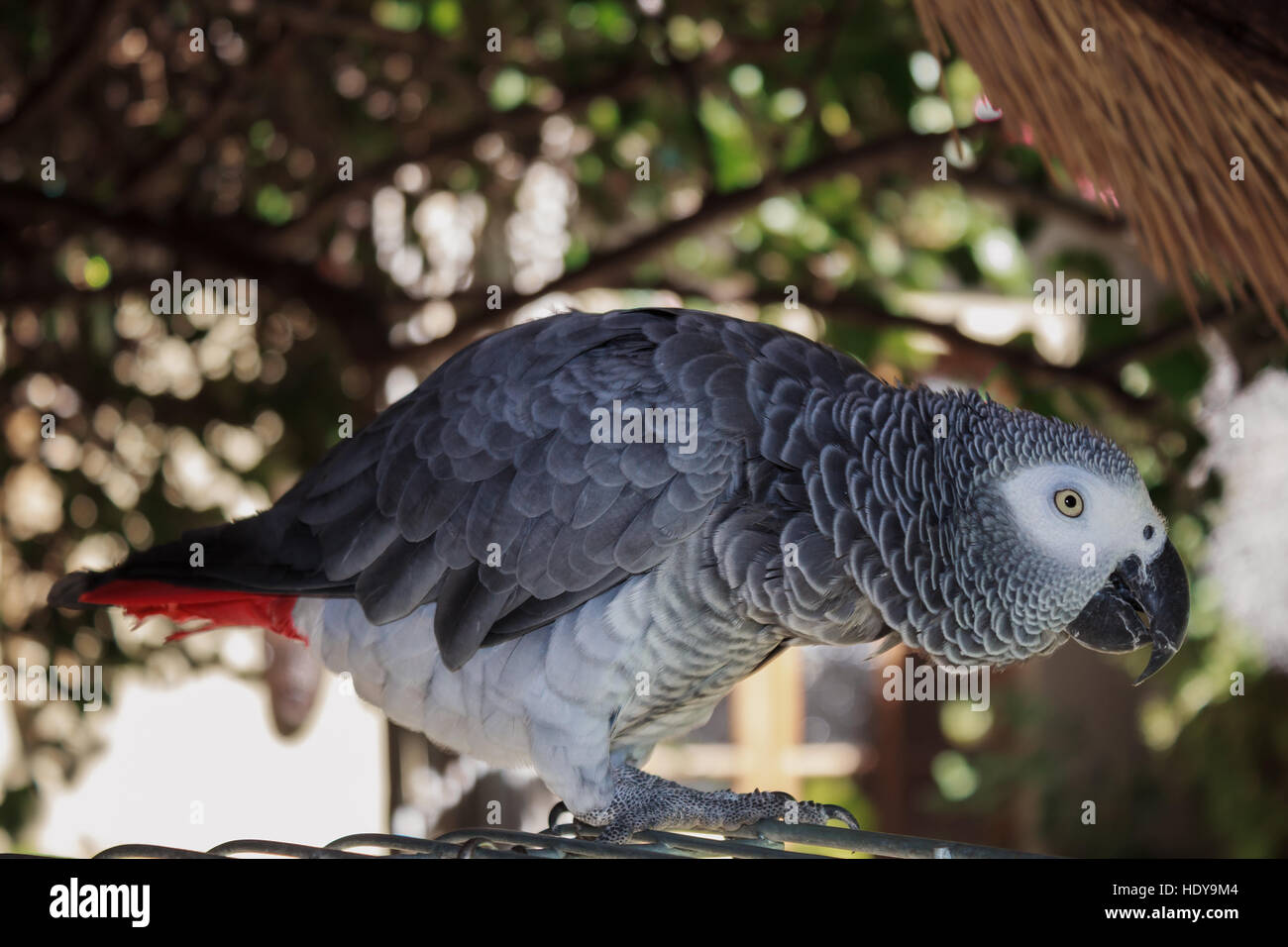 African parrot hi-res stock photography and images - Alamy