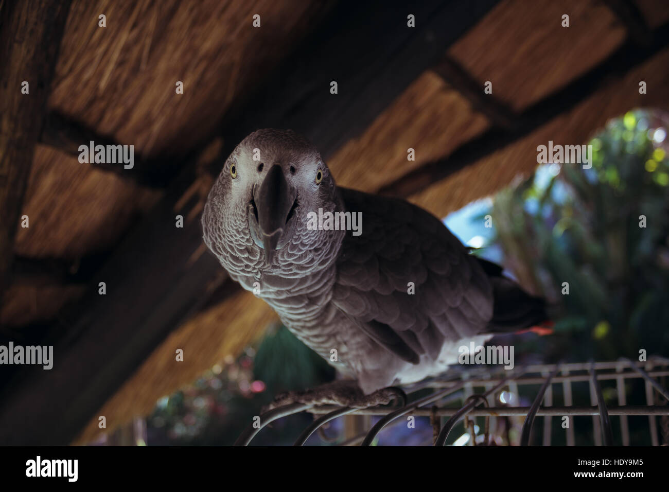 Real parrot hi-res stock photography and images - Alamy