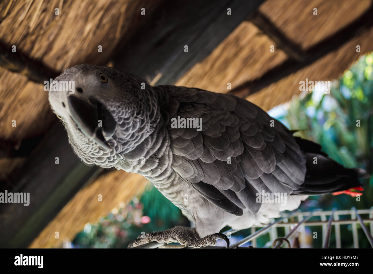 Real parrot hi-res stock photography and images - Alamy