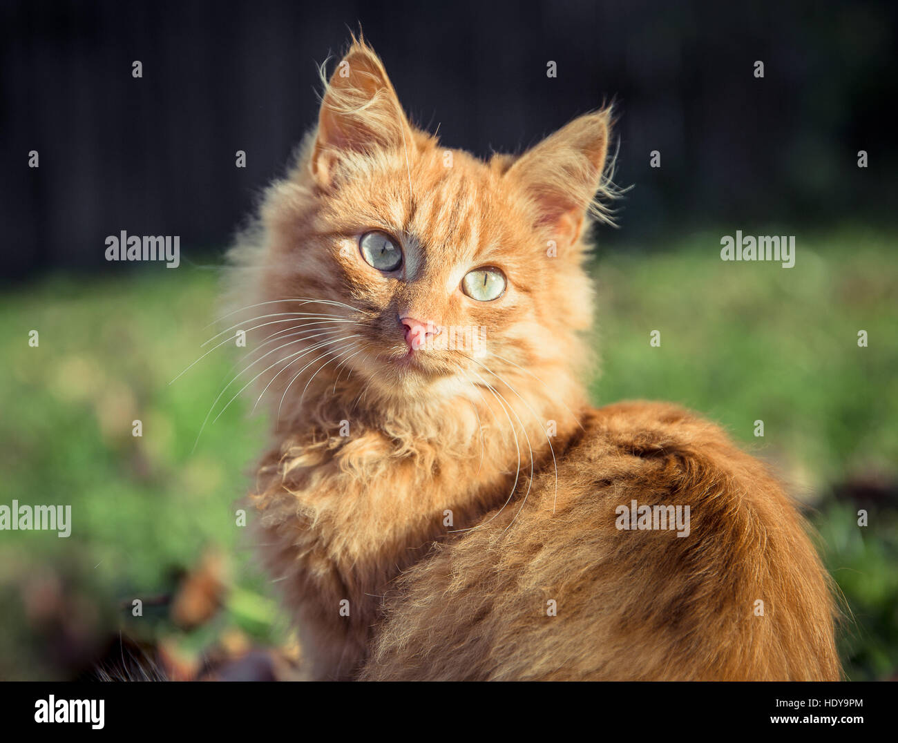 Red domestic tomcat among the grass and leaves Stock Photo - Alamy