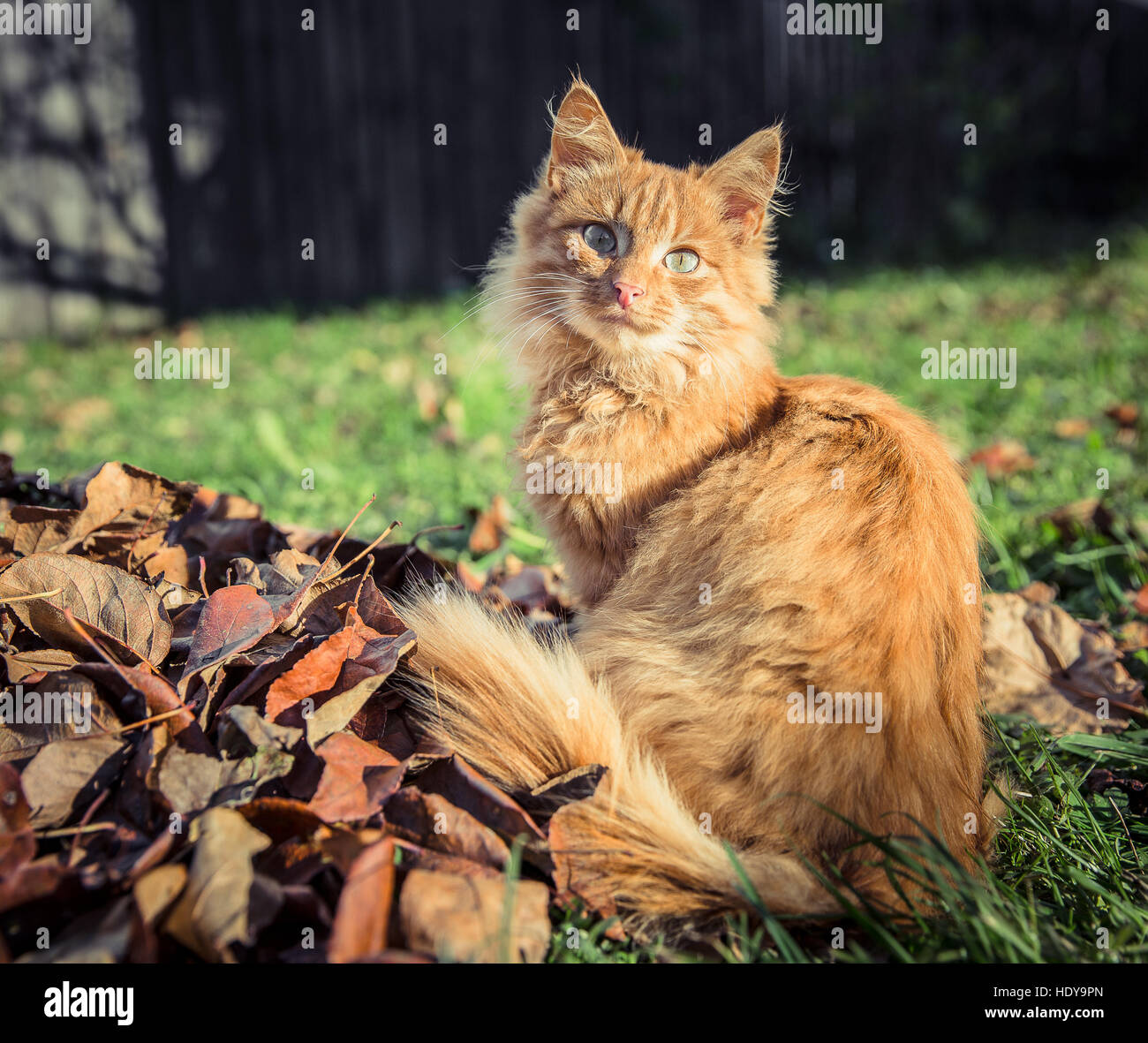 Red domestic tomcat among the grass and leaves Stock Photo - Alamy