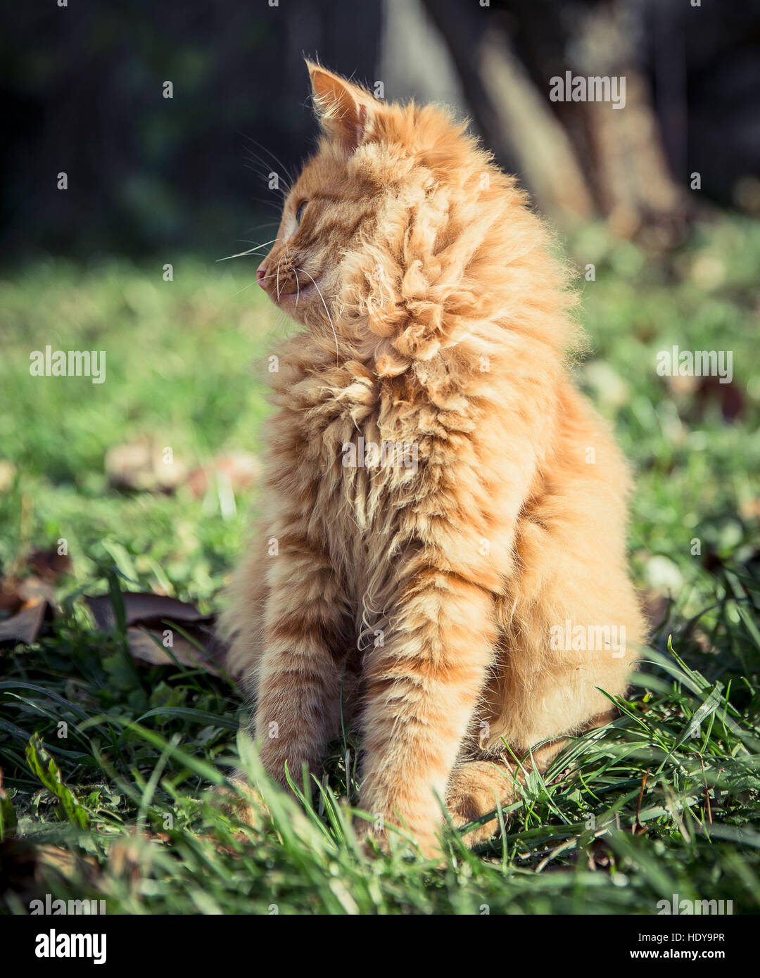 Red domestic tomcat among the grass and leaves Stock Photo - Alamy