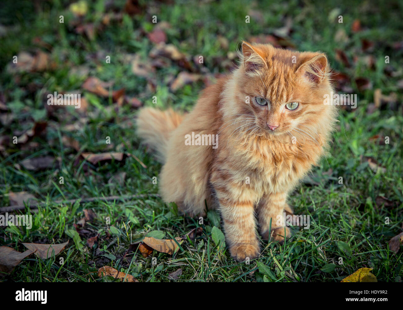 Red domestic tomcat among the grass and leaves Stock Photo - Alamy