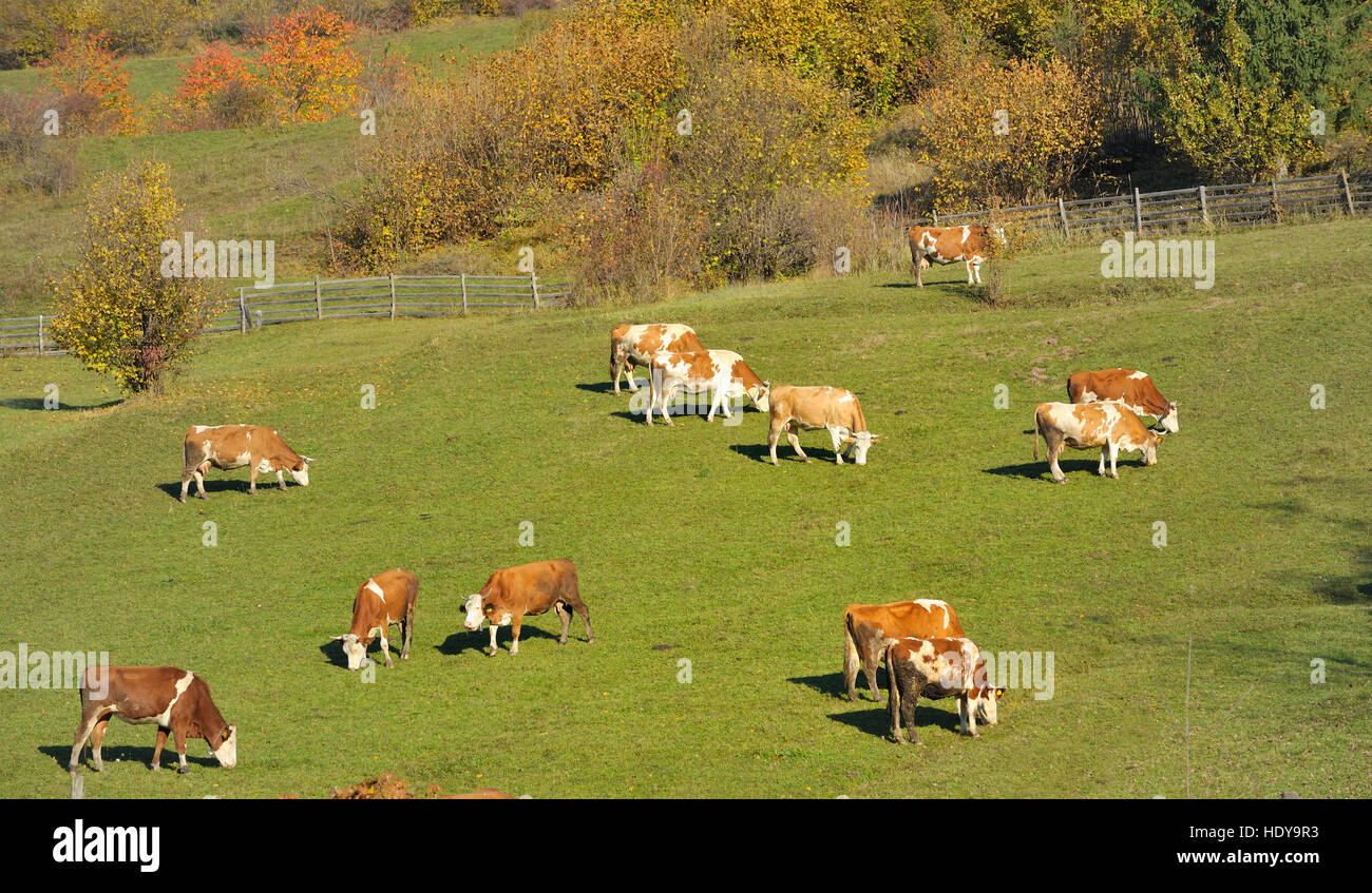 Field of cows sunset hi-res stock photography and images - Alamy