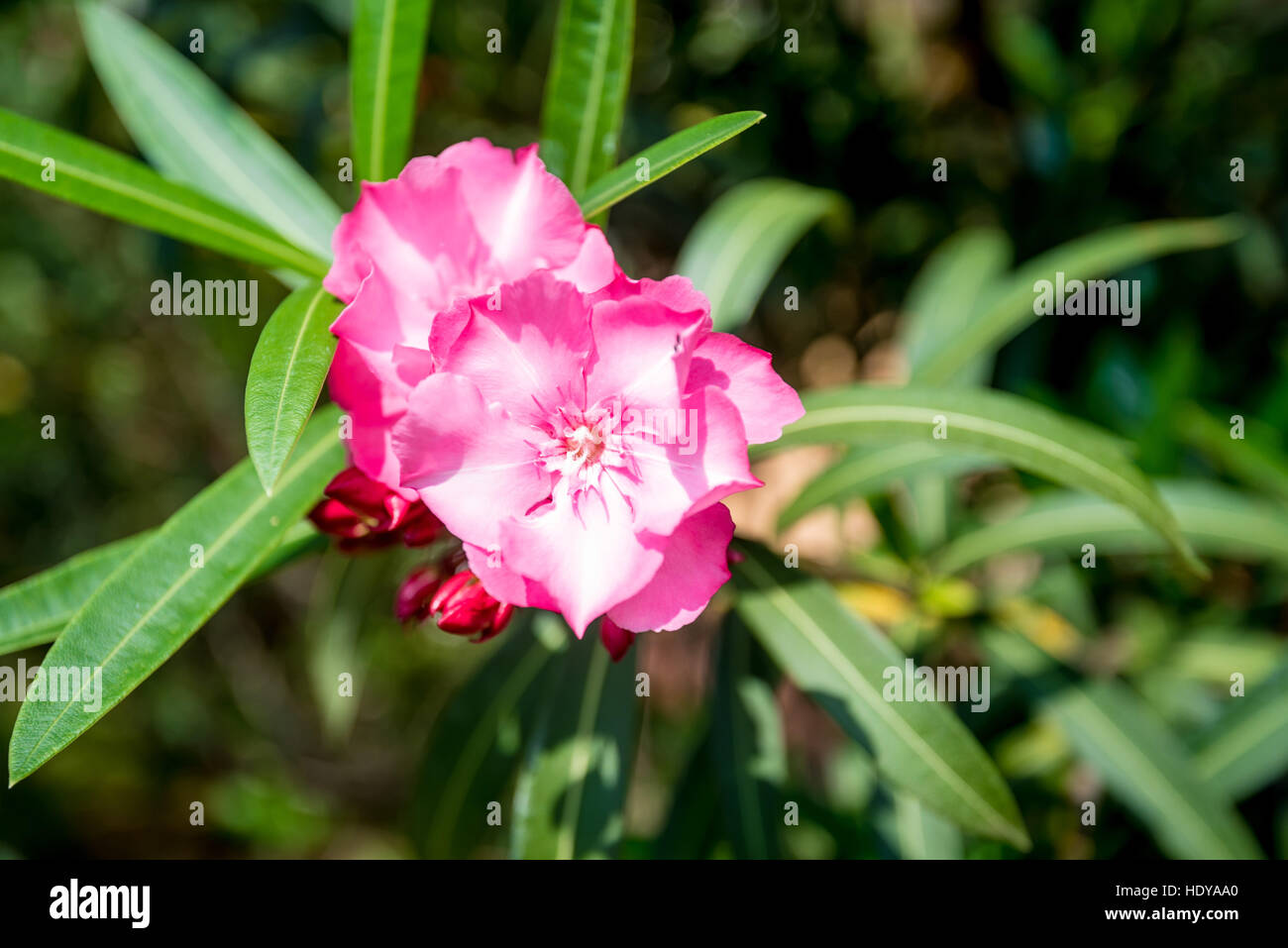 Pink oleander or Nerium Stock Photo - Alamy