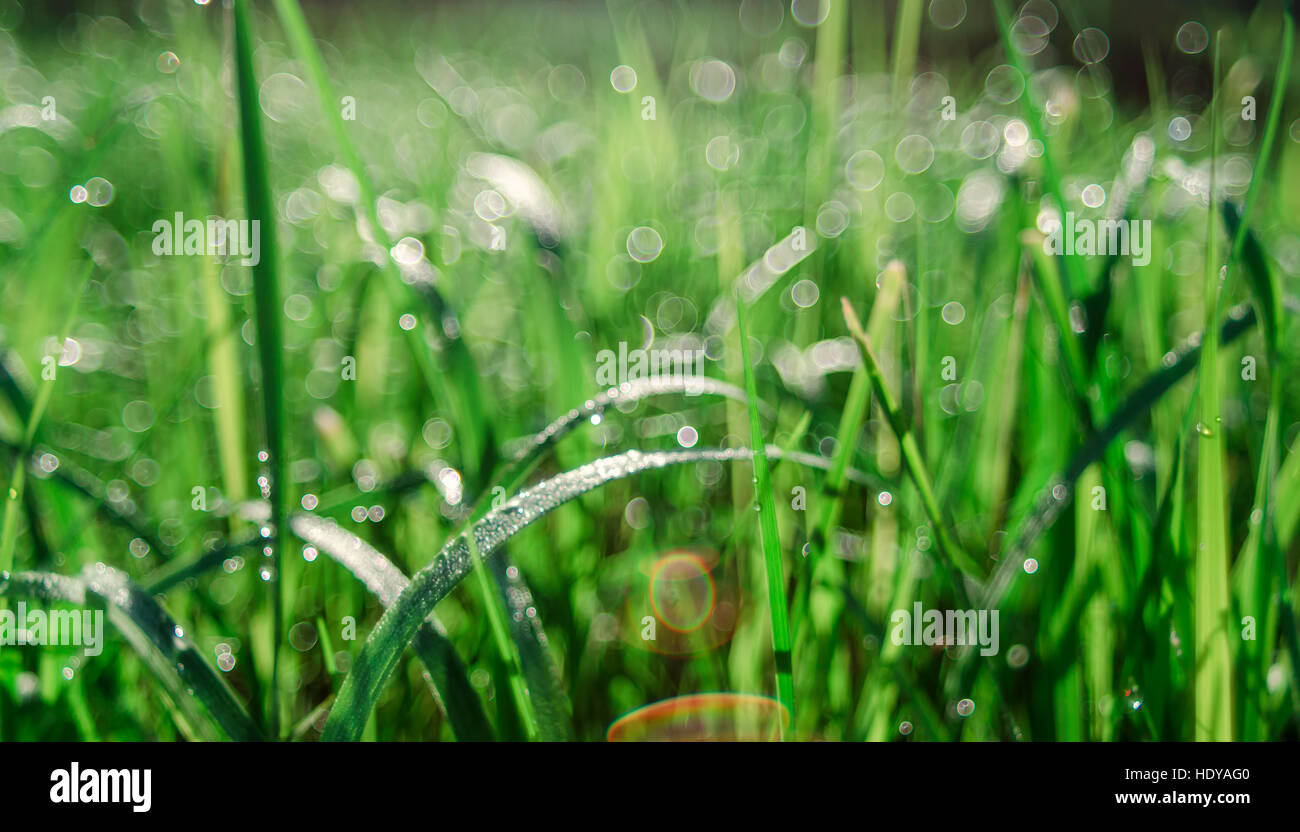 Сloseup of fresh green spring grass with dew drops suitable for ...