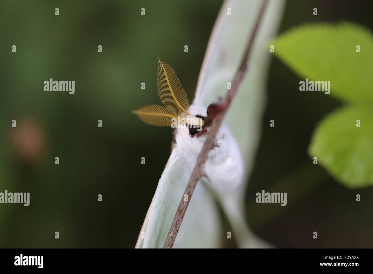 Luna moths mating hi-res stock photography and images - Alamy