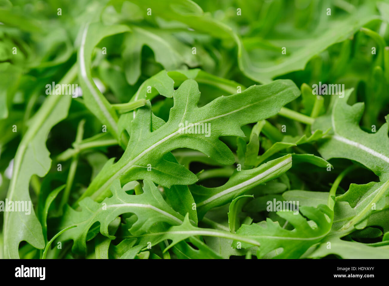 Ruccola hi-res stock photography and images - Alamy