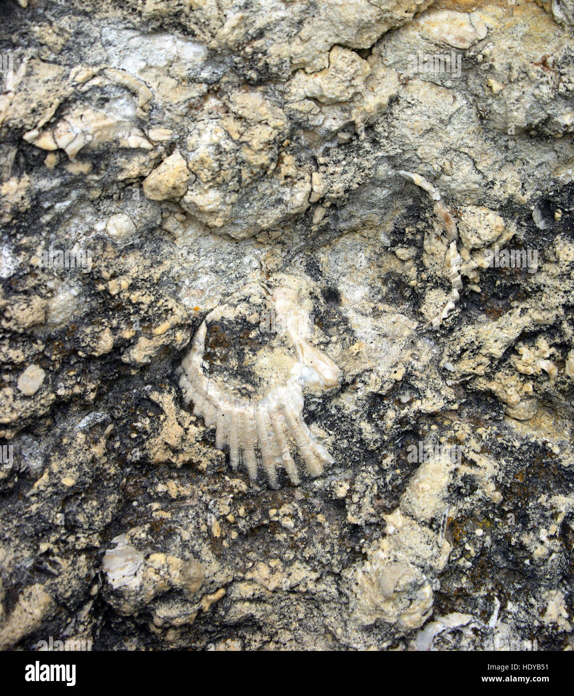 Fossil shell in the rock Stock Photo - Alamy