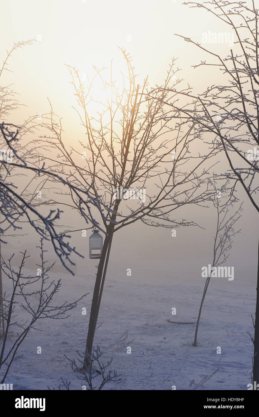 The trees in the mysterious mystical mist. Mood, sadness, apathy, and ...
