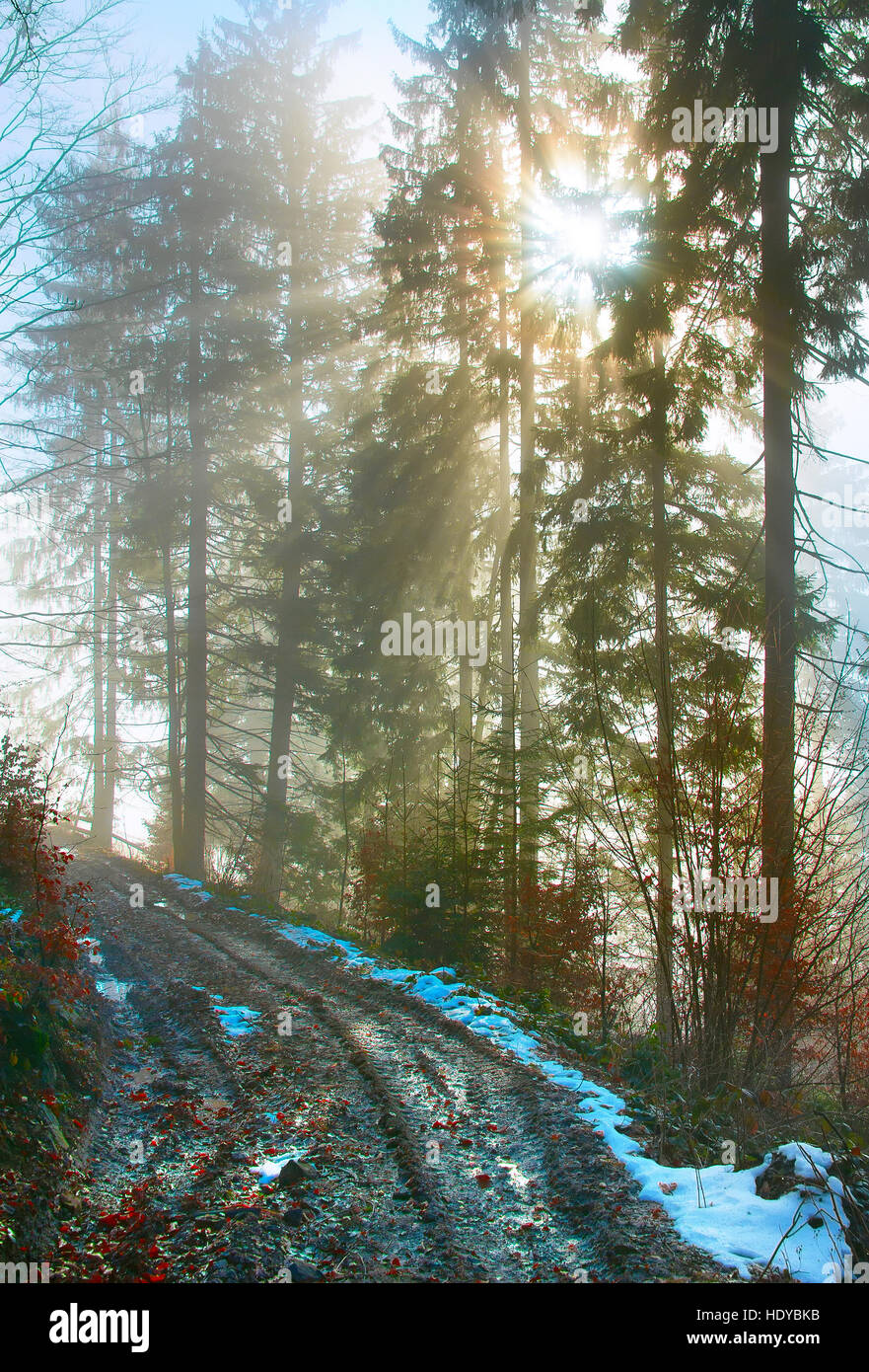 Empty forest hi-res stock photography and images - Alamy