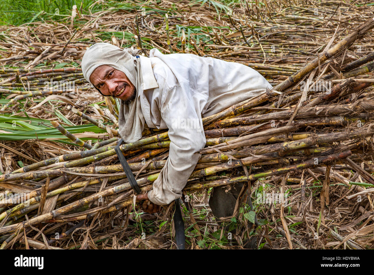 Sugar Cane Field Workers