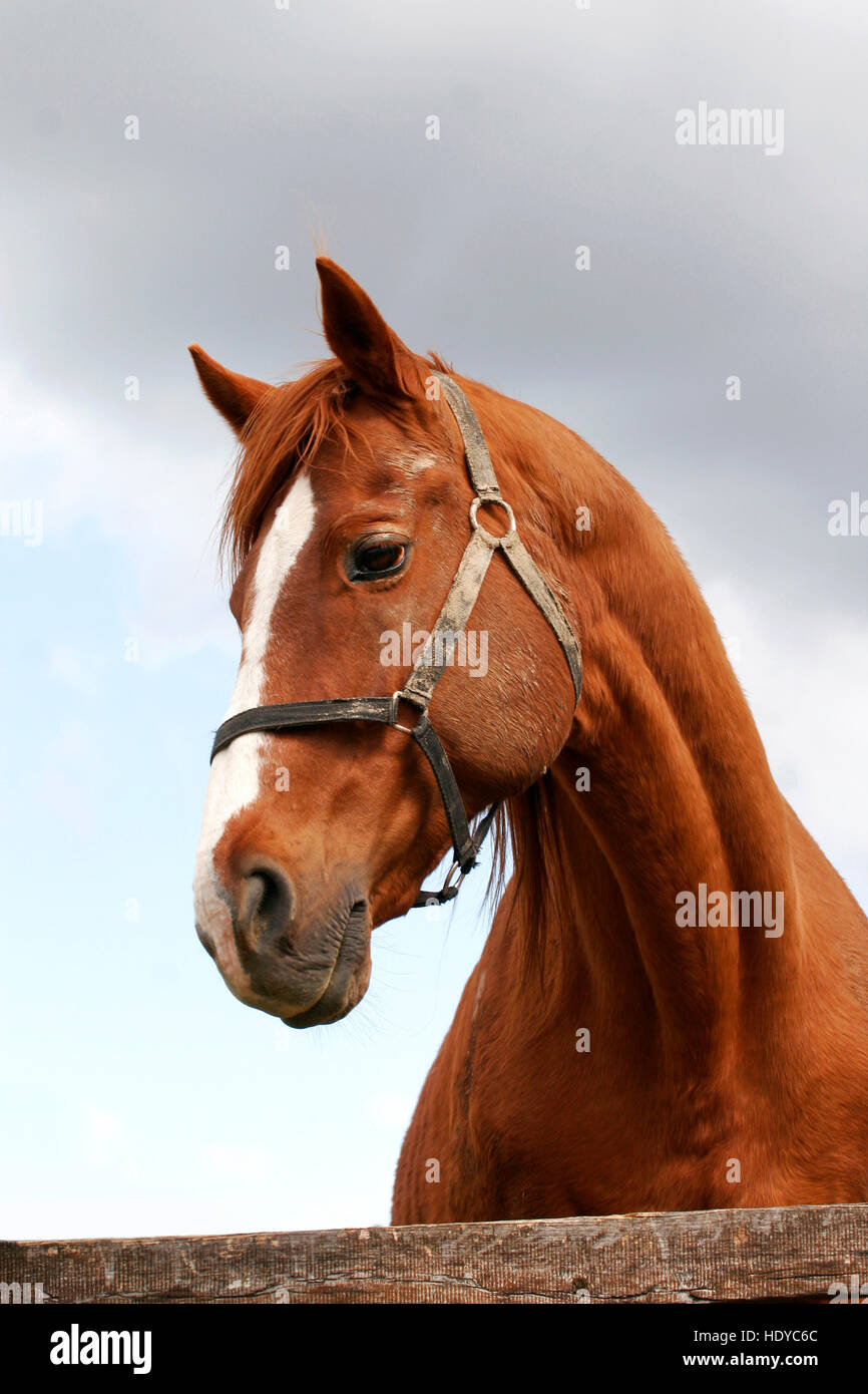 Chestnut anglo arabian horse head isolated hi-res stock photography and ...