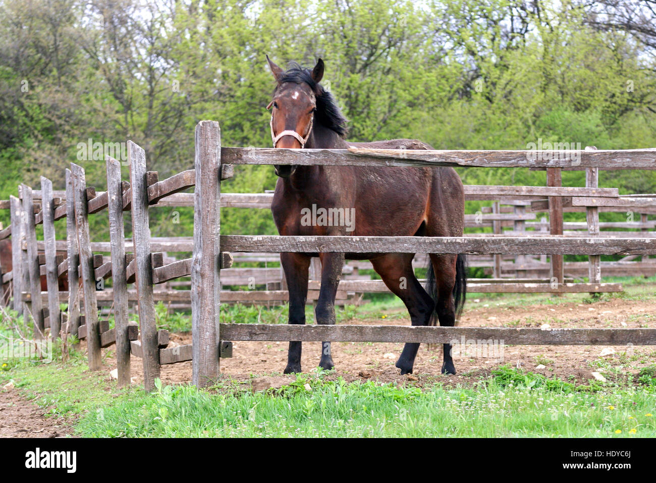 Thoroughbred purebred horse stands in a rustic wooden pen irural scene ...