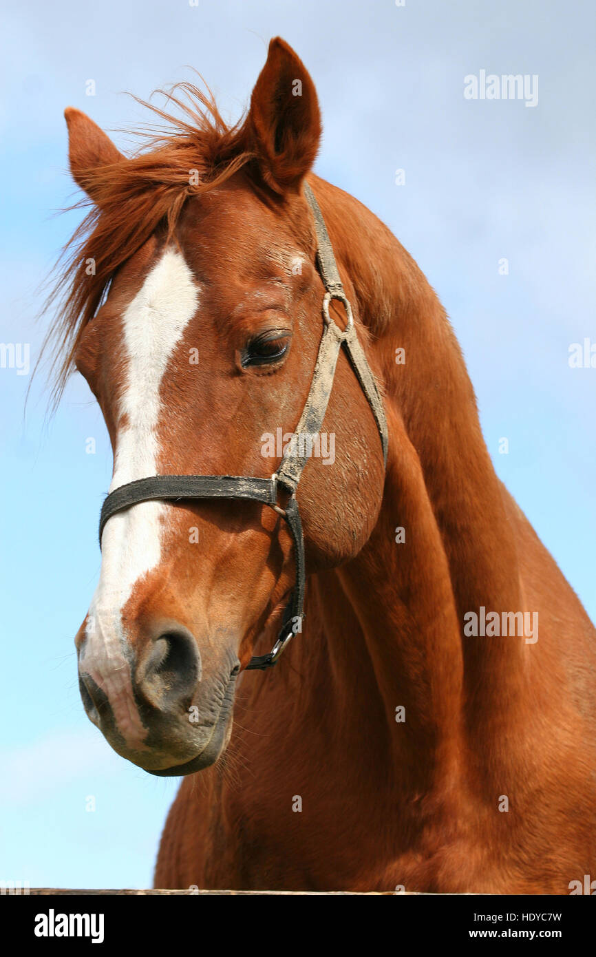 Chestnut anglo arabian horse head isolated hi-res stock photography and ...