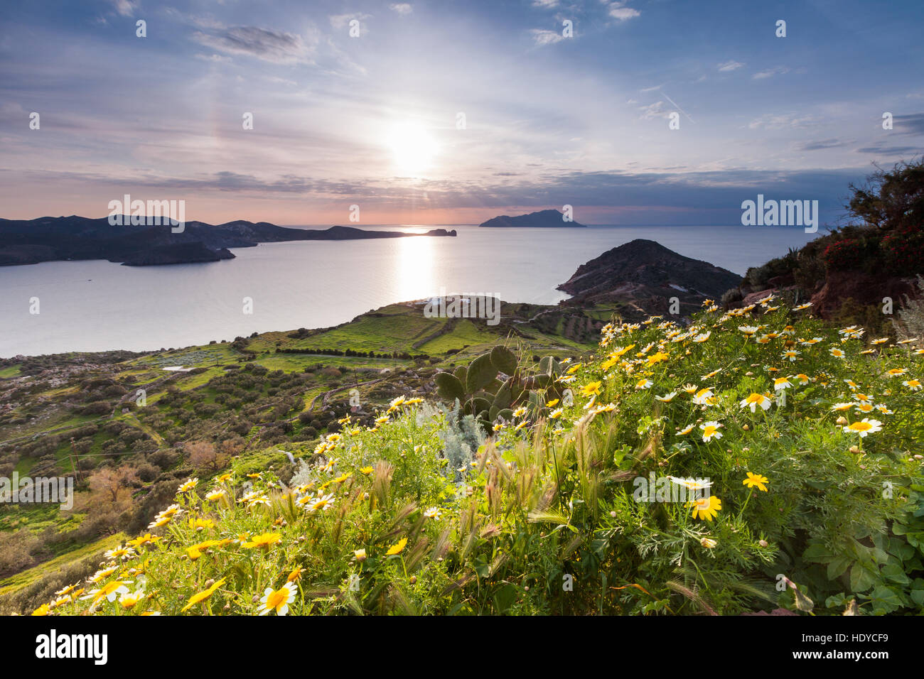 Sunset by the sea with blue flowers Stock Photo - Alamy