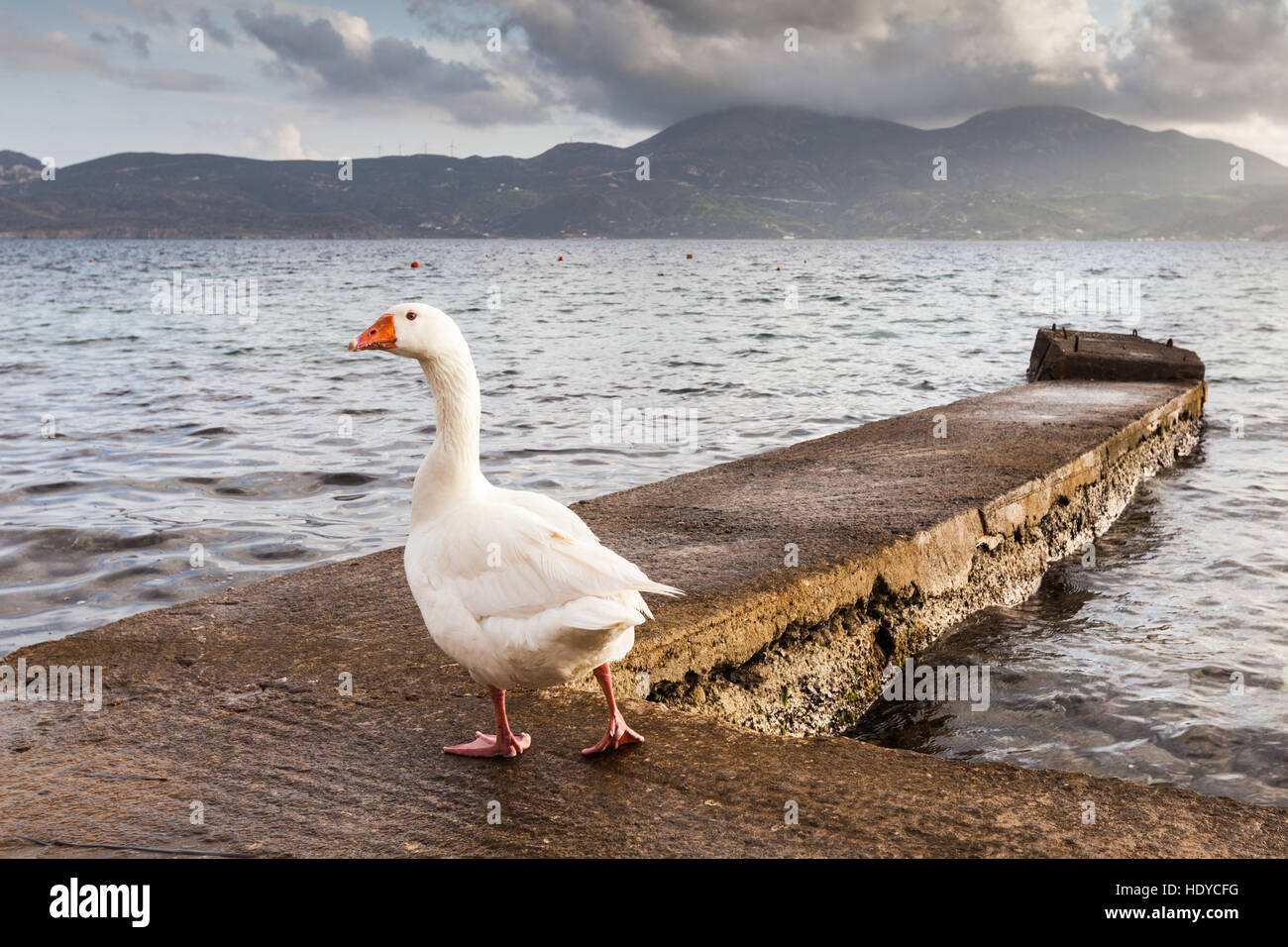 Sea goose hi-res stock photography and images - Alamy