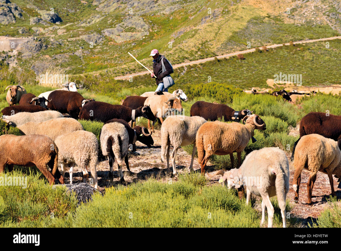 Flock of sheep hi-res stock photography and images - Alamy