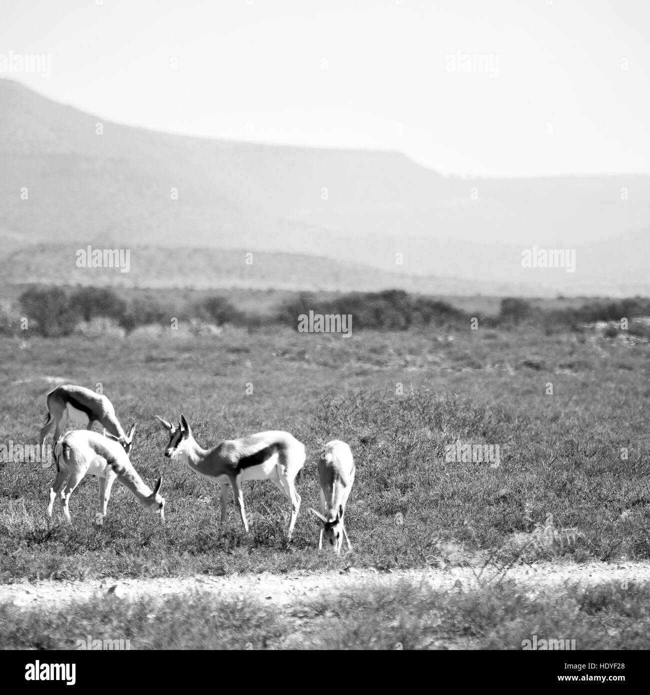in kruger parck south africa wild impala in the winter bush Stock Photo ...