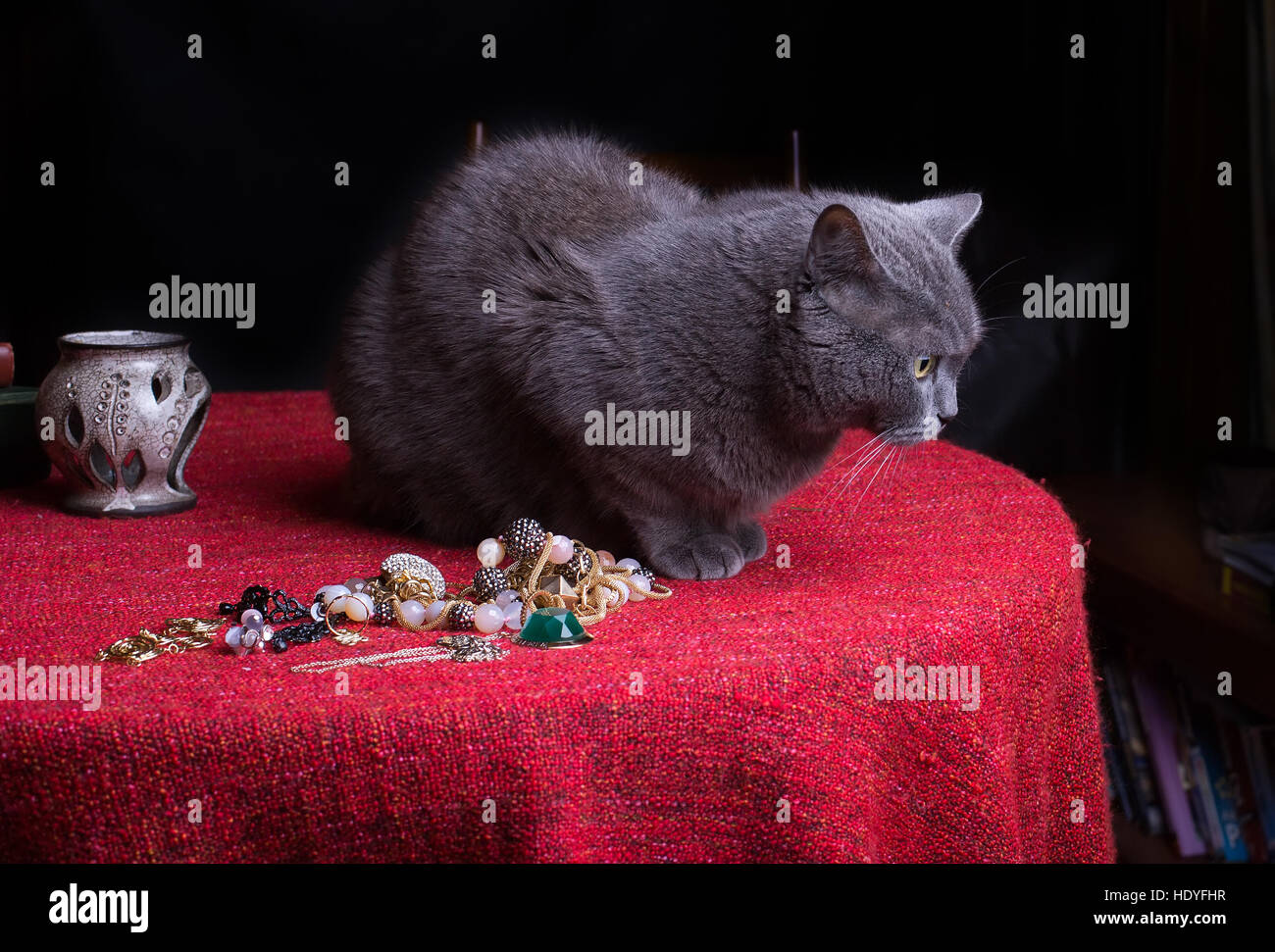 Downy cat hi-res stock photography and images - Alamy