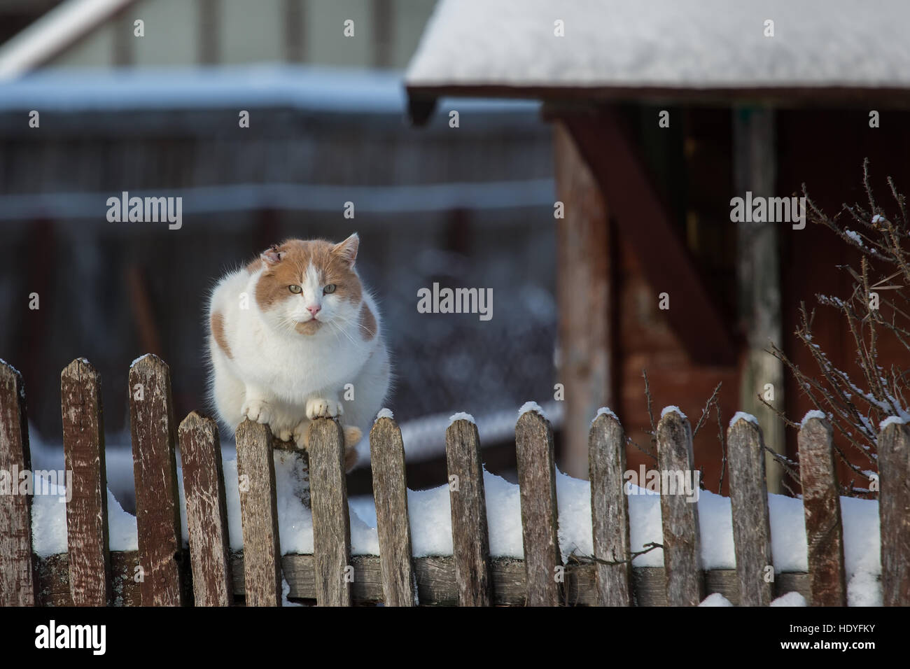 Downy cat hi-res stock photography and images - Alamy