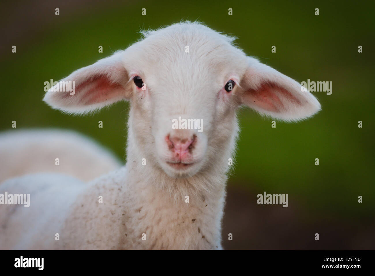 Portrait of a beautiful lamb looking at camera with a natural green of ...