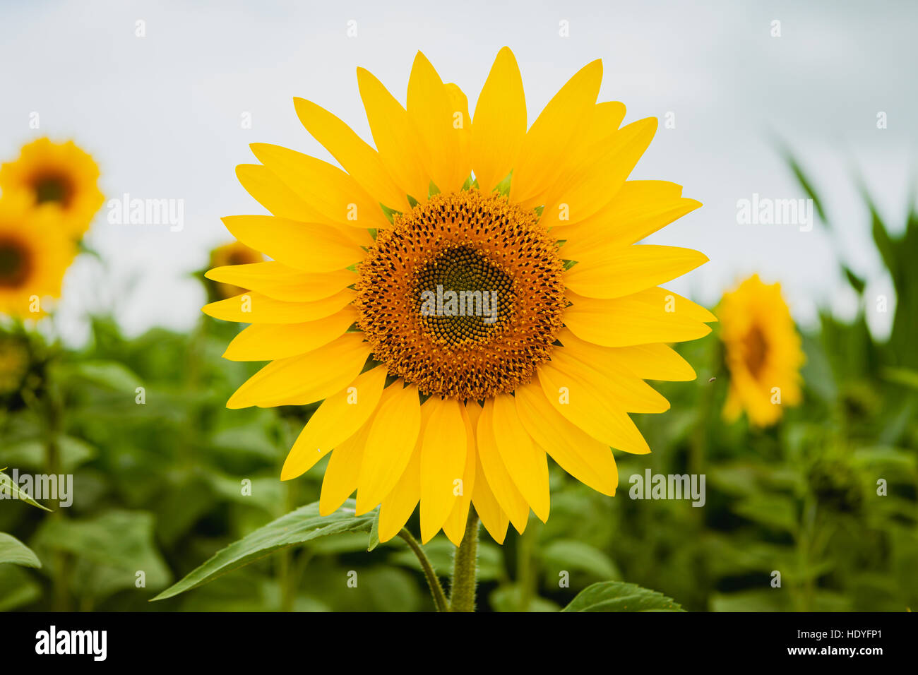 Pretty yellow sunflowers open and looking at the sun Stock Photo - Alamy