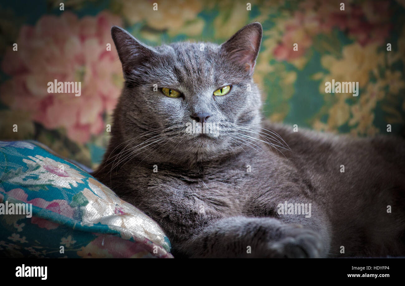 Downy cat hi-res stock photography and images - Alamy