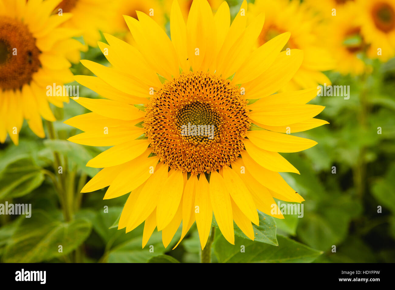 Pretty yellow sunflowers open and looking at the sun Stock Photo - Alamy