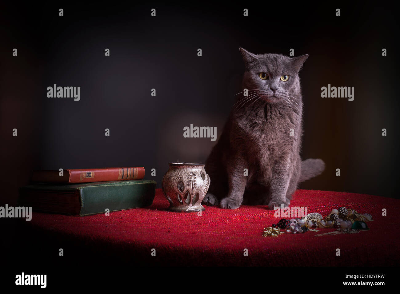 Downy cat hi-res stock photography and images - Alamy