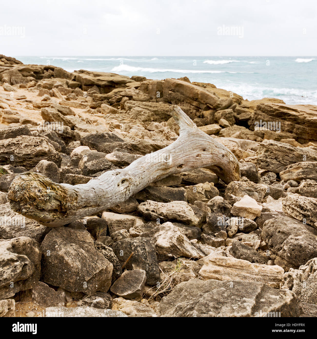 blur in south africa branch dead tree coastline of st lucia and winter ...