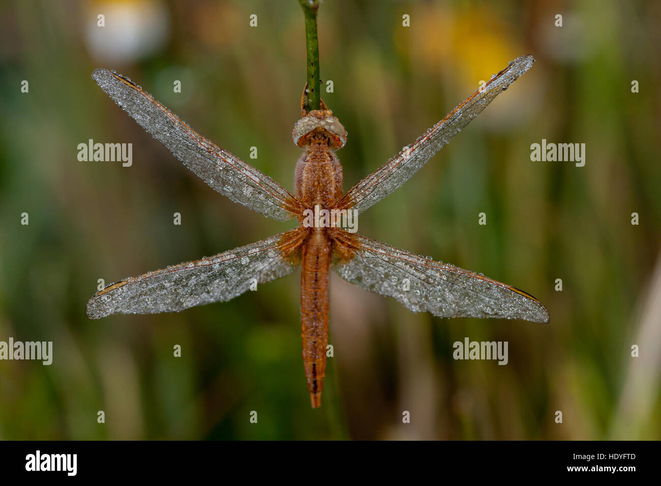 Dragonfly seen from above in the nature close up Stock Photo - Alamy