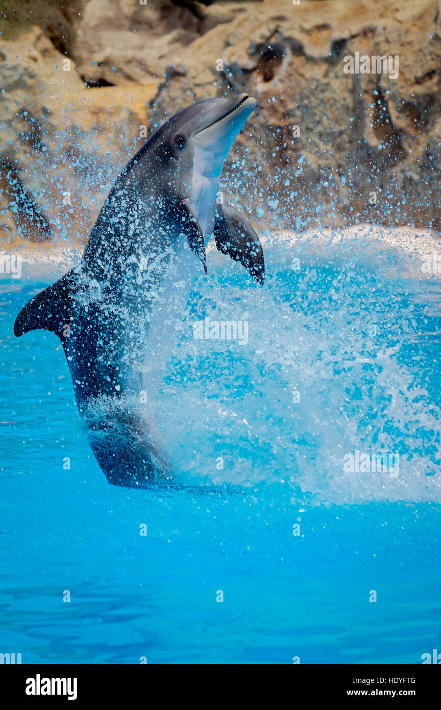 Funny dolphin jumping during a show at a zoo Stock Photo - Alamy