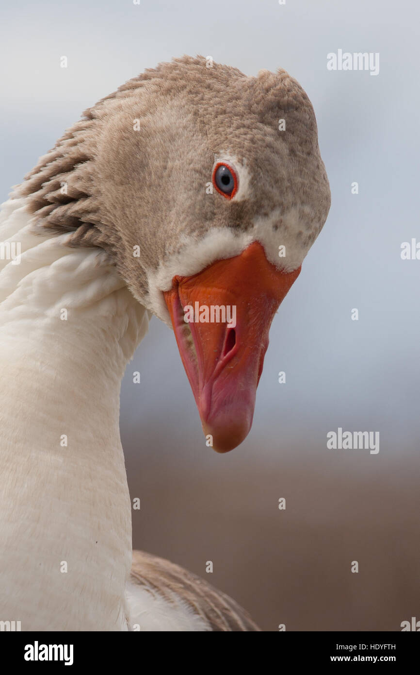 Beautiful profile of a goose with a natural background Stock Photo - Alamy
