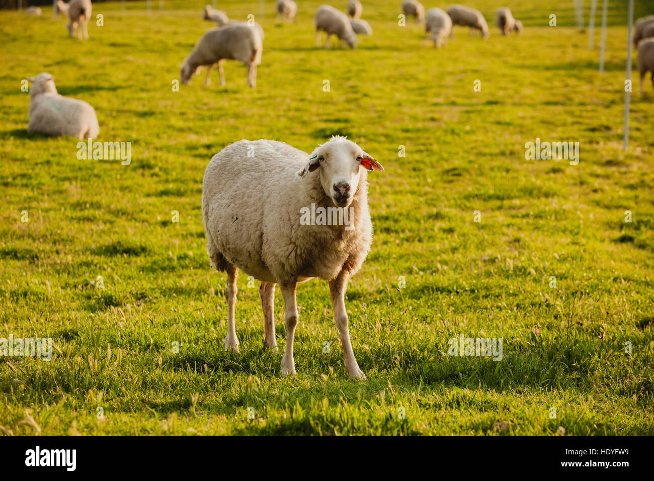 Spanish sheep in the fiel grazing the green grass Stock Photo - Alamy