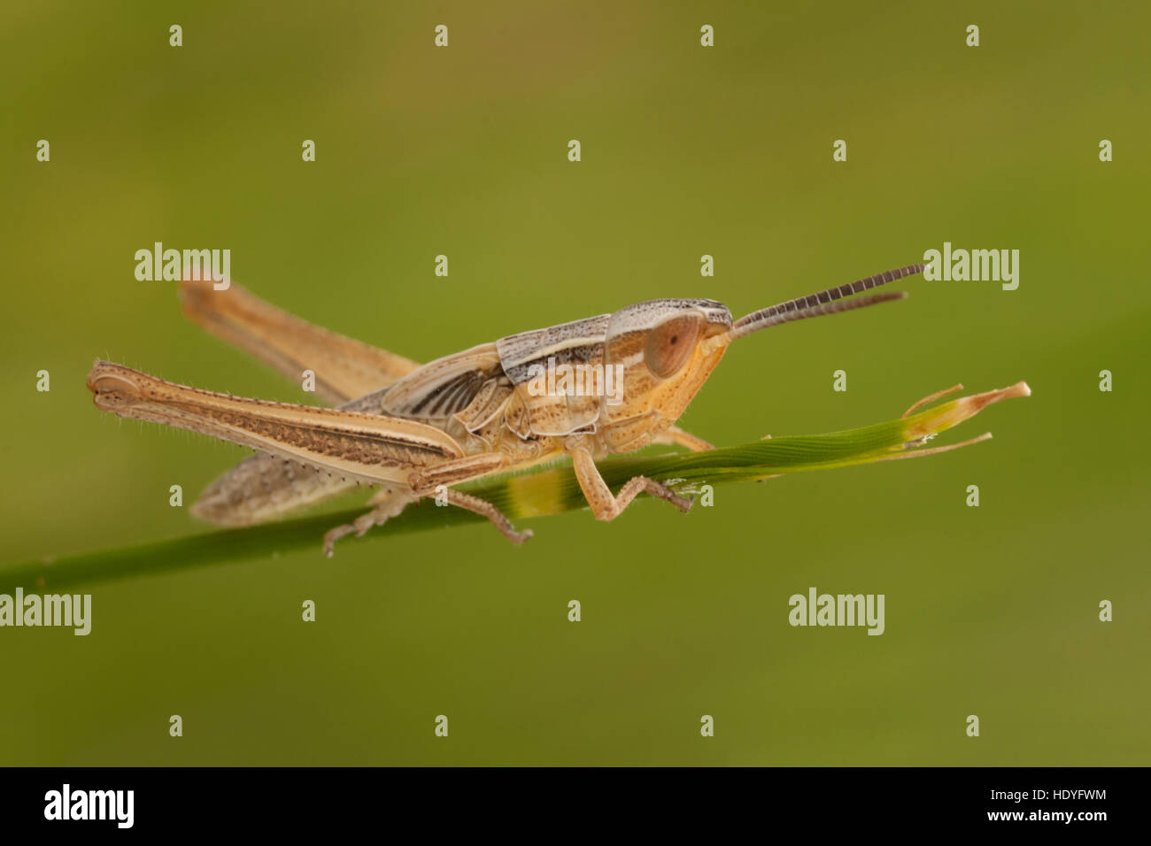 Macro of a small brown grasshopper on a branch Stock Photo - Alamy
