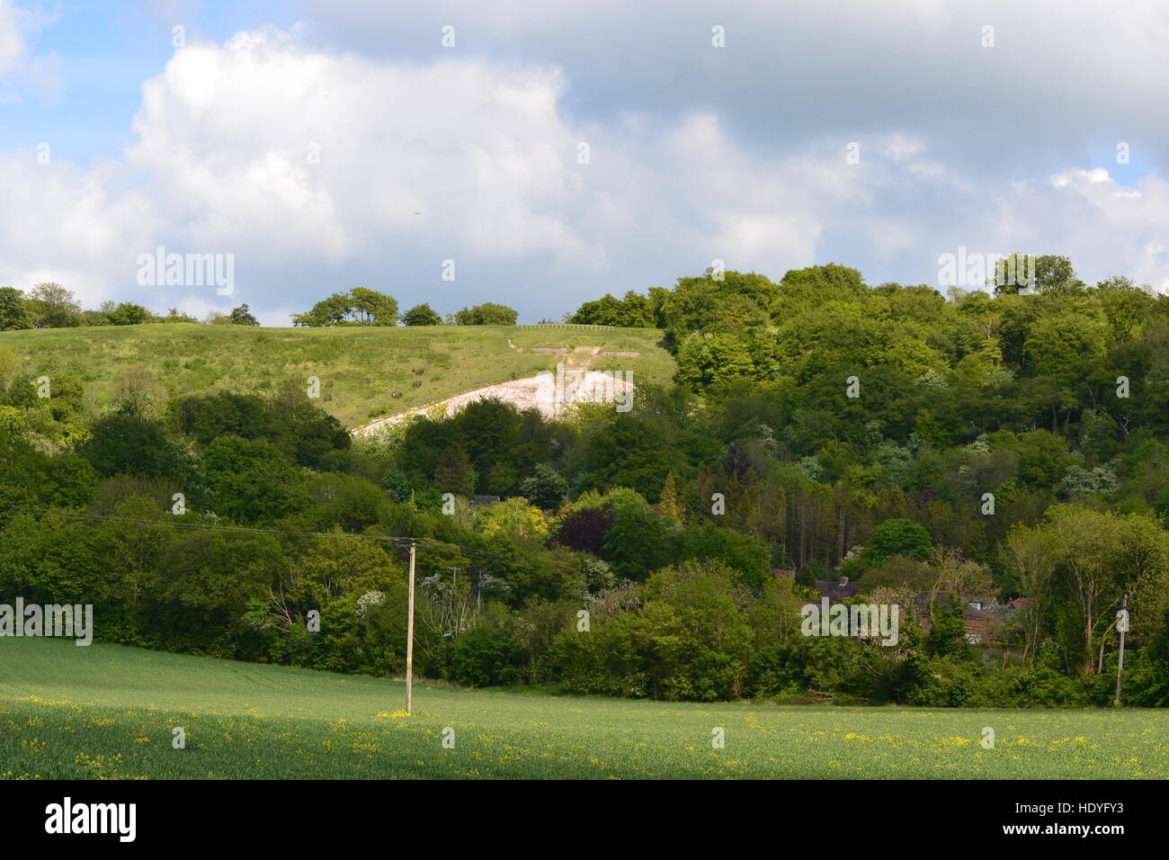 Whiteleaf High Resolution Stock Photography and Images - Alamy