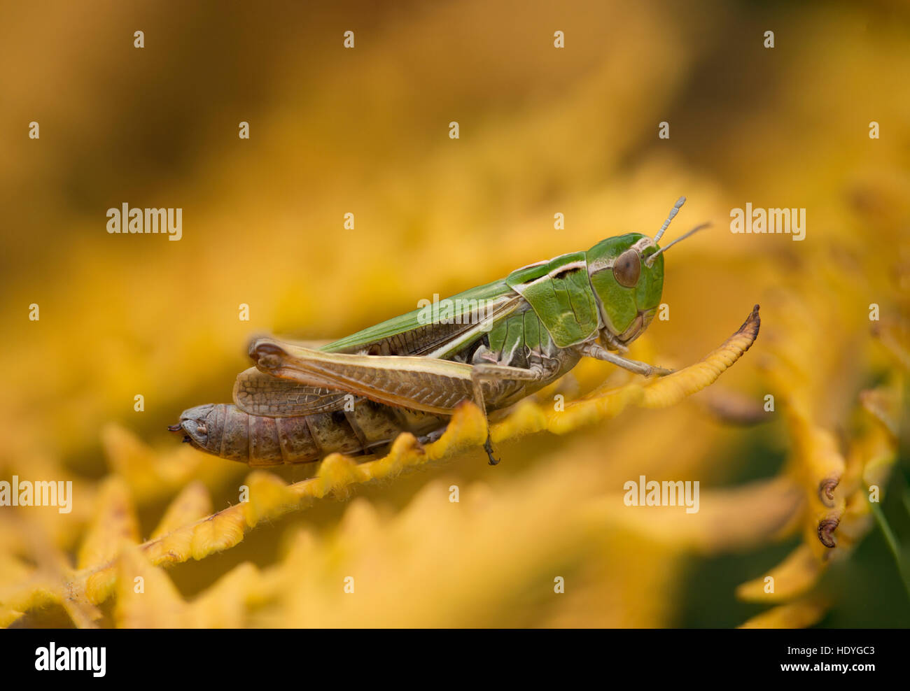 Winged grasshopper hi-res stock photography and images - Alamy